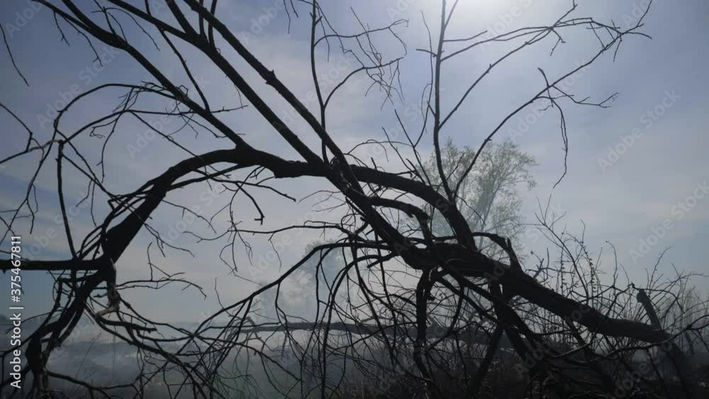 burnt trees after a forest fire. wildfires in summer. Deforestation and ...