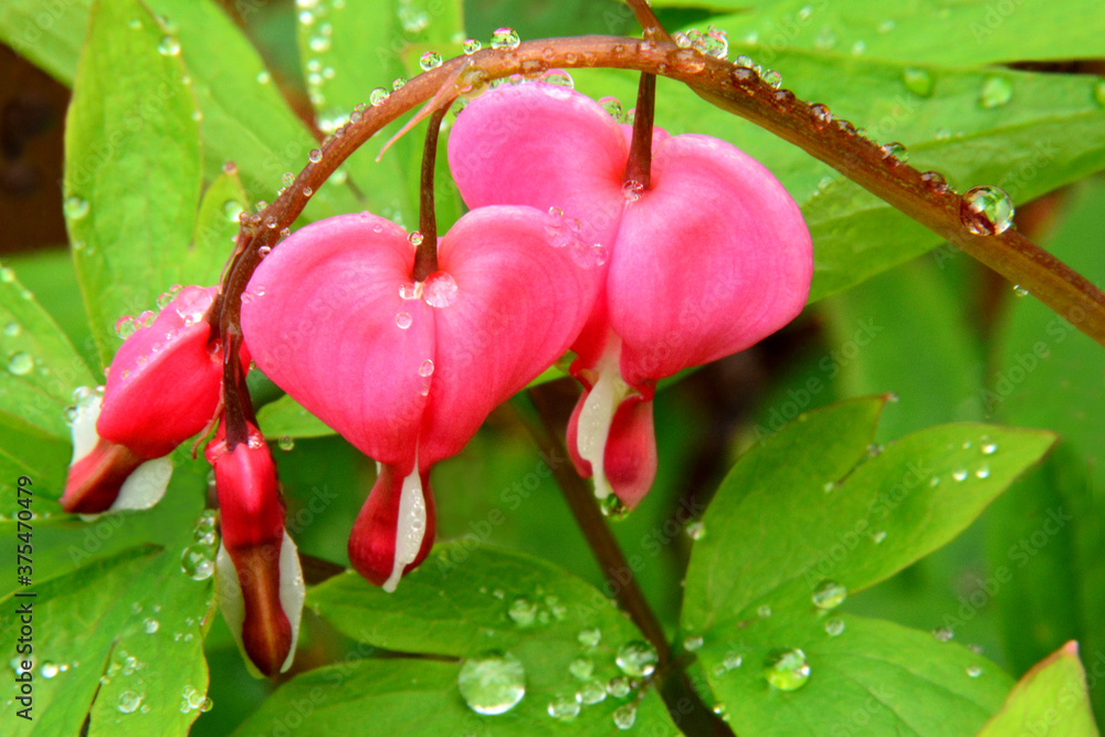 Macro photo of tiny drops of water clinging to arching stem of spring ...