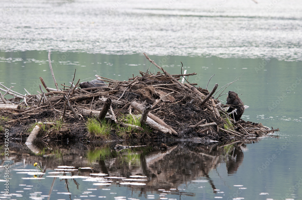 Beaver stock photos. Beaver building lodge dam and den displaying fur ...