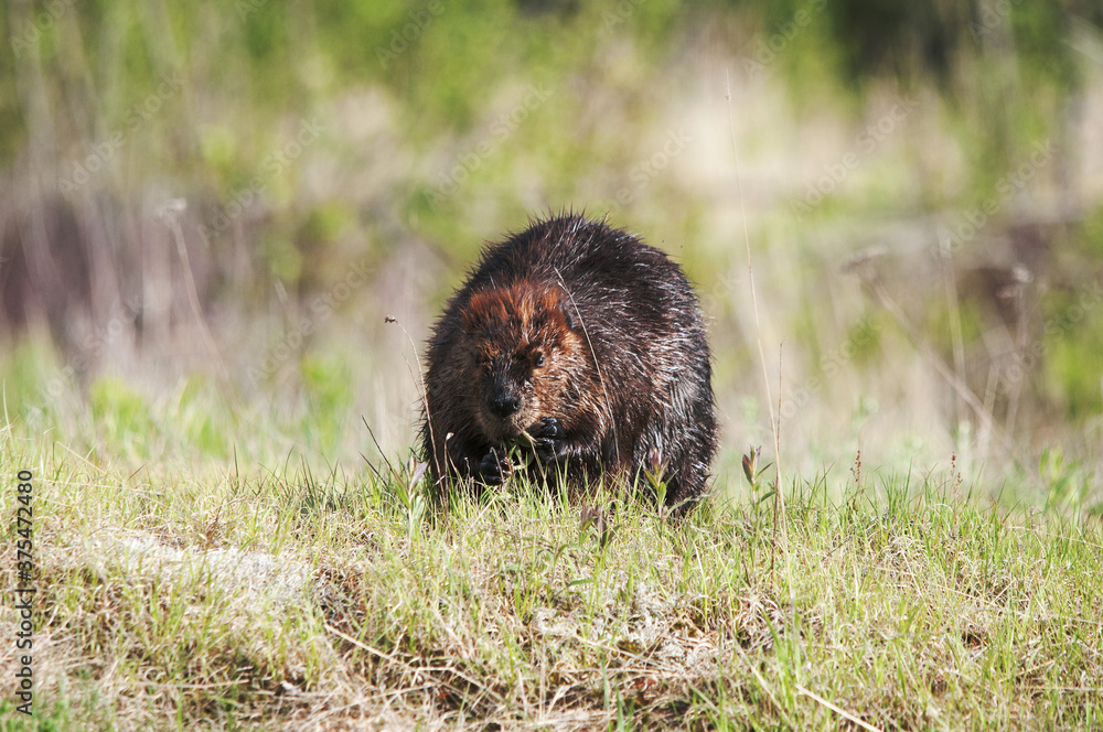 Beaver Stock Photos. Beaver close-up profile view foraging in the ...