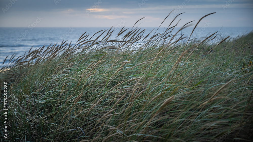 Strandhafer auf Düne mit der Nordsee im Hintergrund Stock Photo | Adobe ...