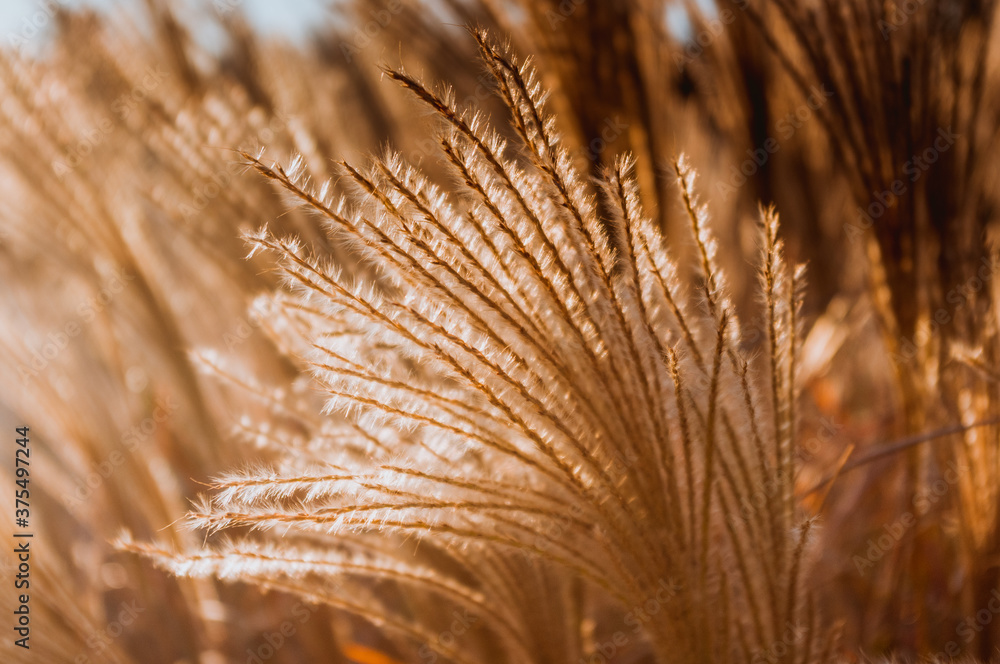 Chinese Silver Grass, Maiden Grass, Miscanthus chinese, Miscanthus ...