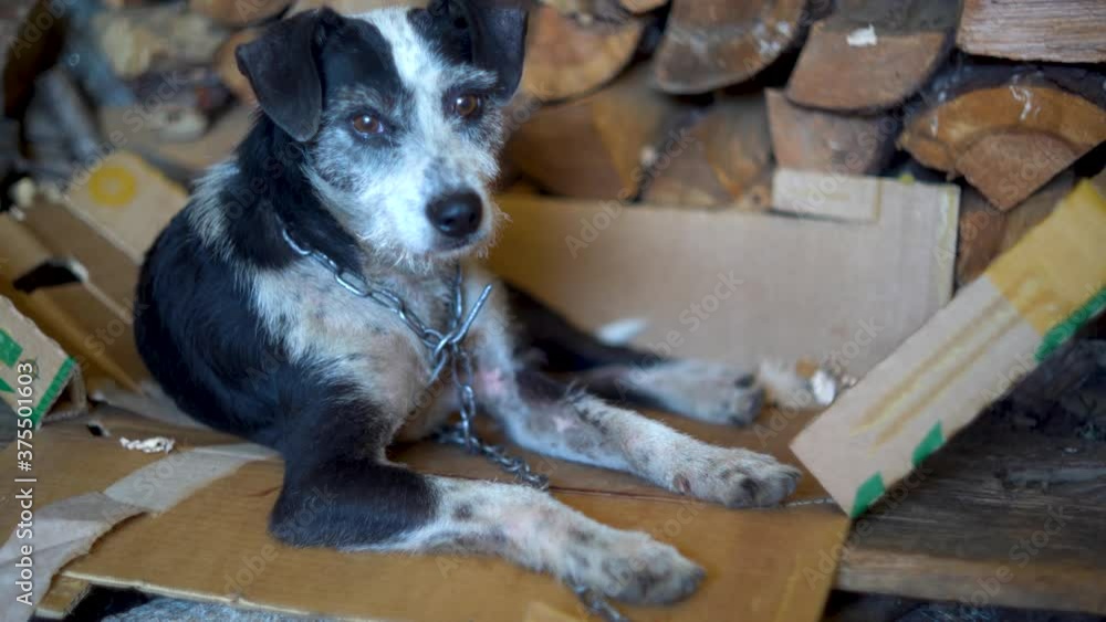 black and white dog lying on a cardboard Chained dog with wood ...