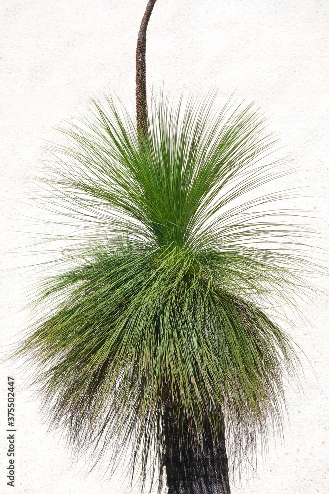 Australian grass tree (sometimes known as black boy). Stock Photo ...