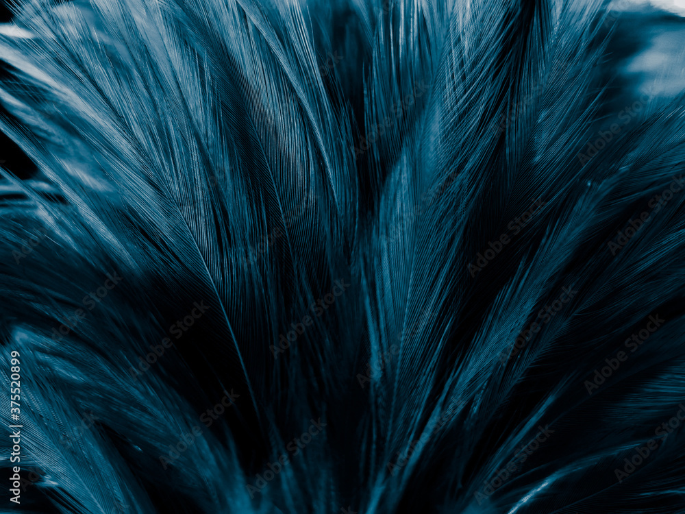Beautiful abstract pastel blue feathers on dark background, black ...