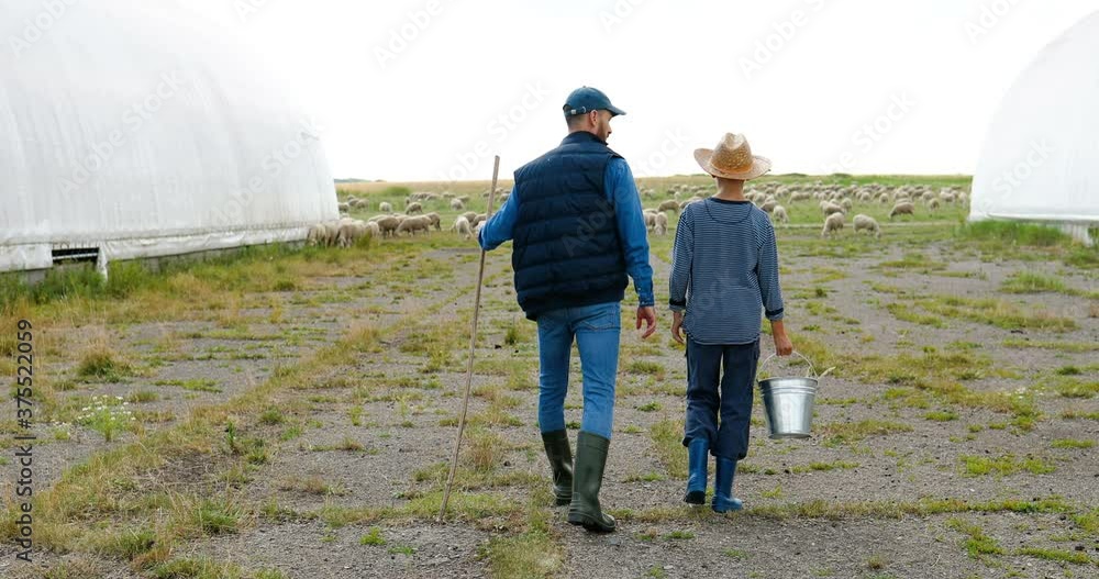 Rear on Caucasian shepherds, father and son walking the green fiels at ...