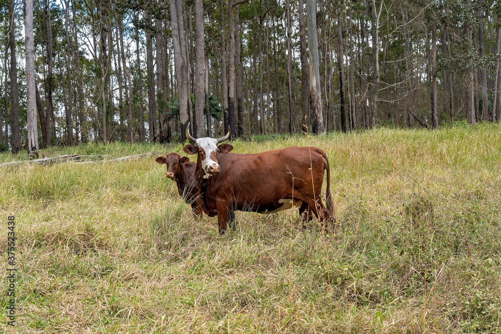 Dairy Cows Farmed For Milk Production Stock Photo | Adobe Stock