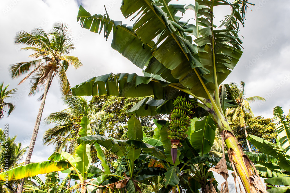 Green tall banana trees (Musa) with banana bunches (clusters) and ...