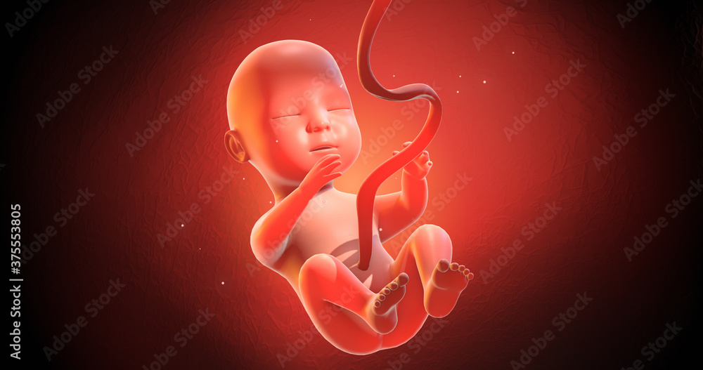 3D Human Baby Fetus CG Render. Peaceful In Mother’s Womb. 3D ...