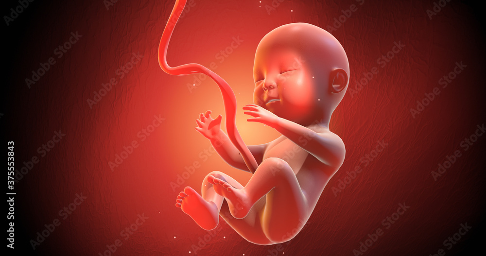 Human Baby Fetus Inside Of A Womb. Ready To Give Birth. 3D Illustration ...