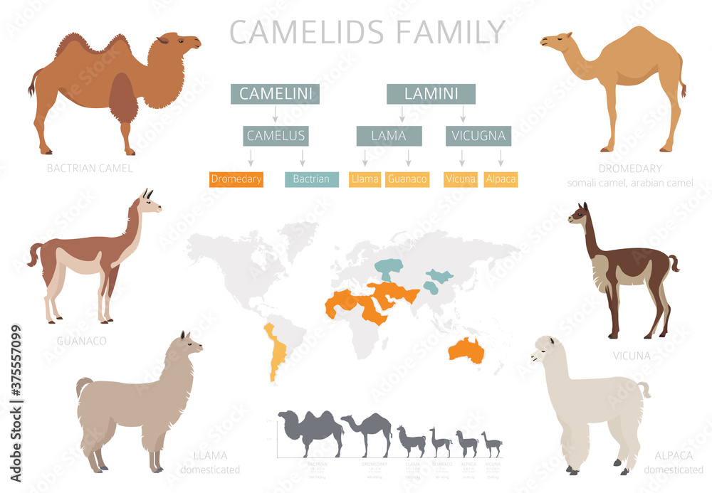 Camelids family collection. Camels and llama infographic design Stock ...