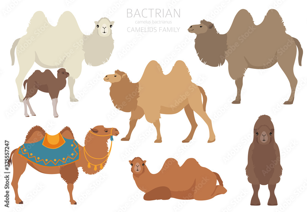 Camelids family collection. Bactrian camel infographic design Stock ...