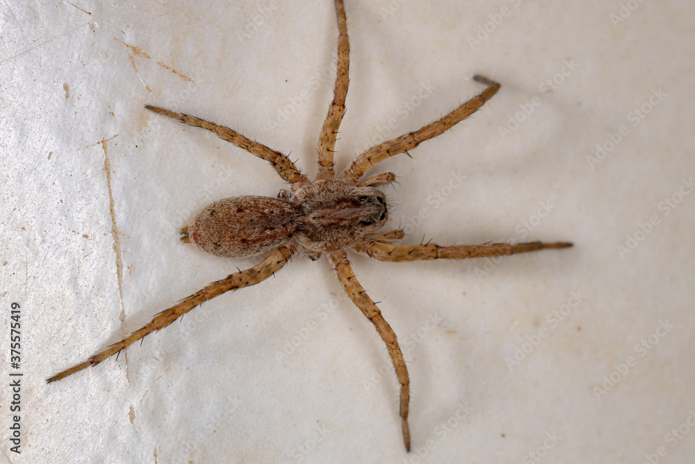 Wolf Spider of the Family Lycosidae Stock Photo | Adobe Stock