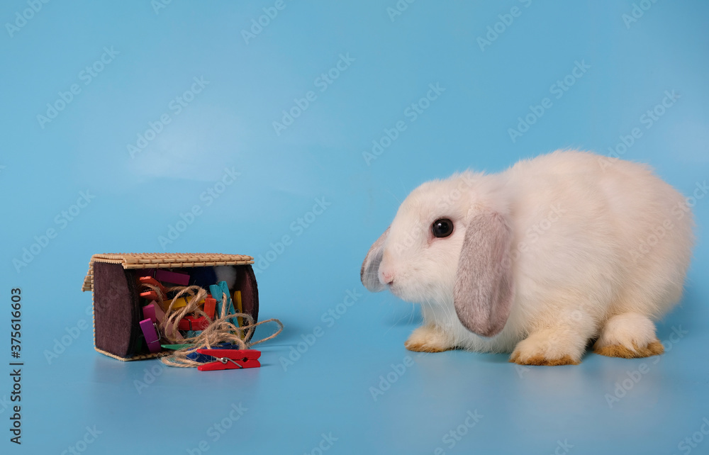 White rabbit, long brown ears, cute and fascinating. Play back the ...