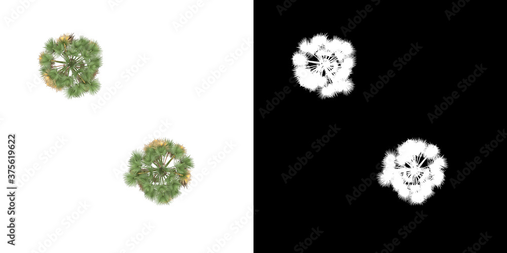 Top view of tree (Livistona Saribus) png with alpha channel to cutout ...