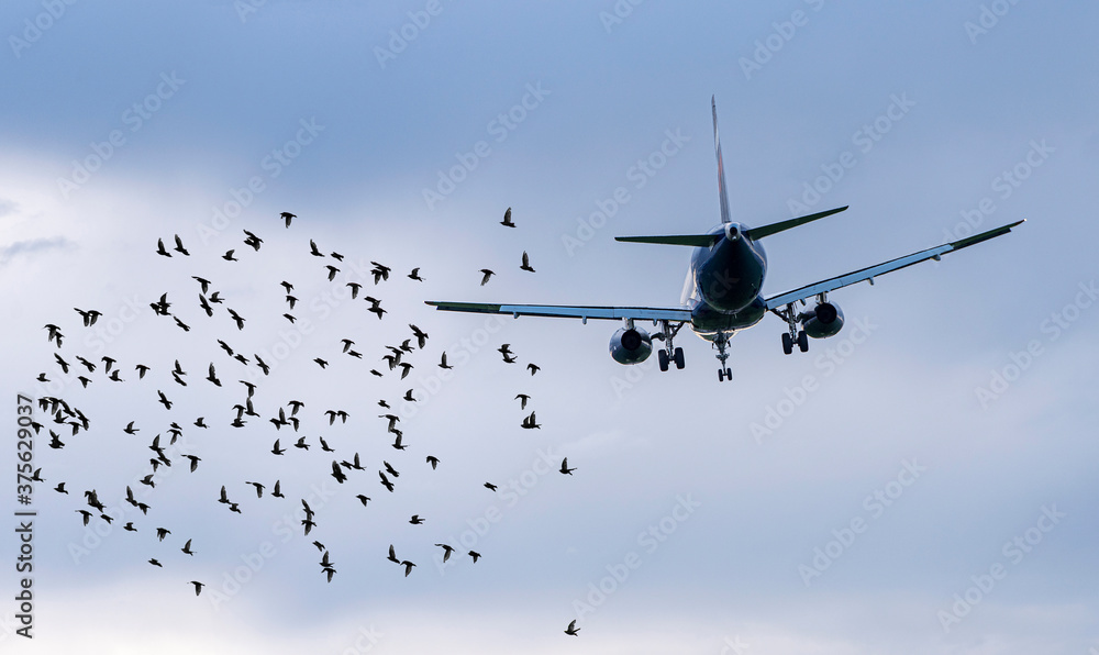 Flock of birds in front of airplane at airport, concept picture about ...