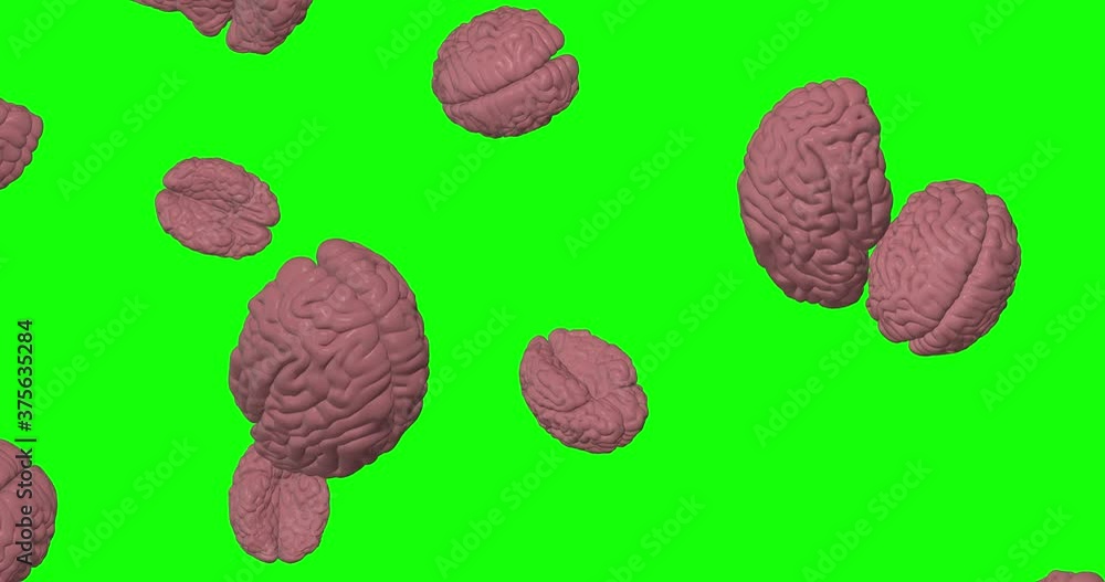 Human brains falling on a green screen chroma key background ...