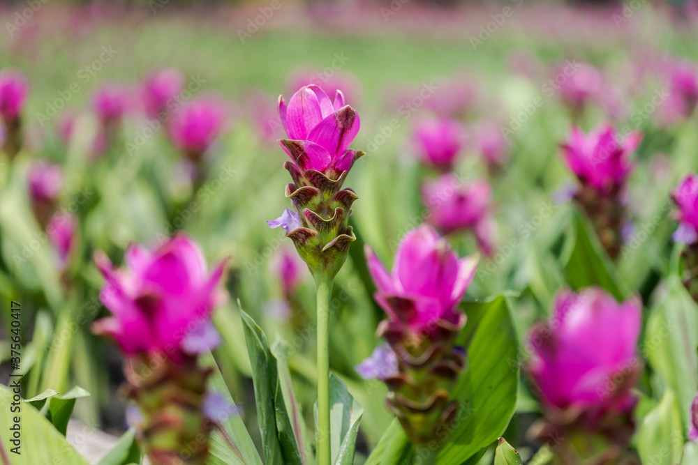 Curcuma Zanthorrhiza (Siam Tulip Curcuma Alismatifolia) white Flower In ...