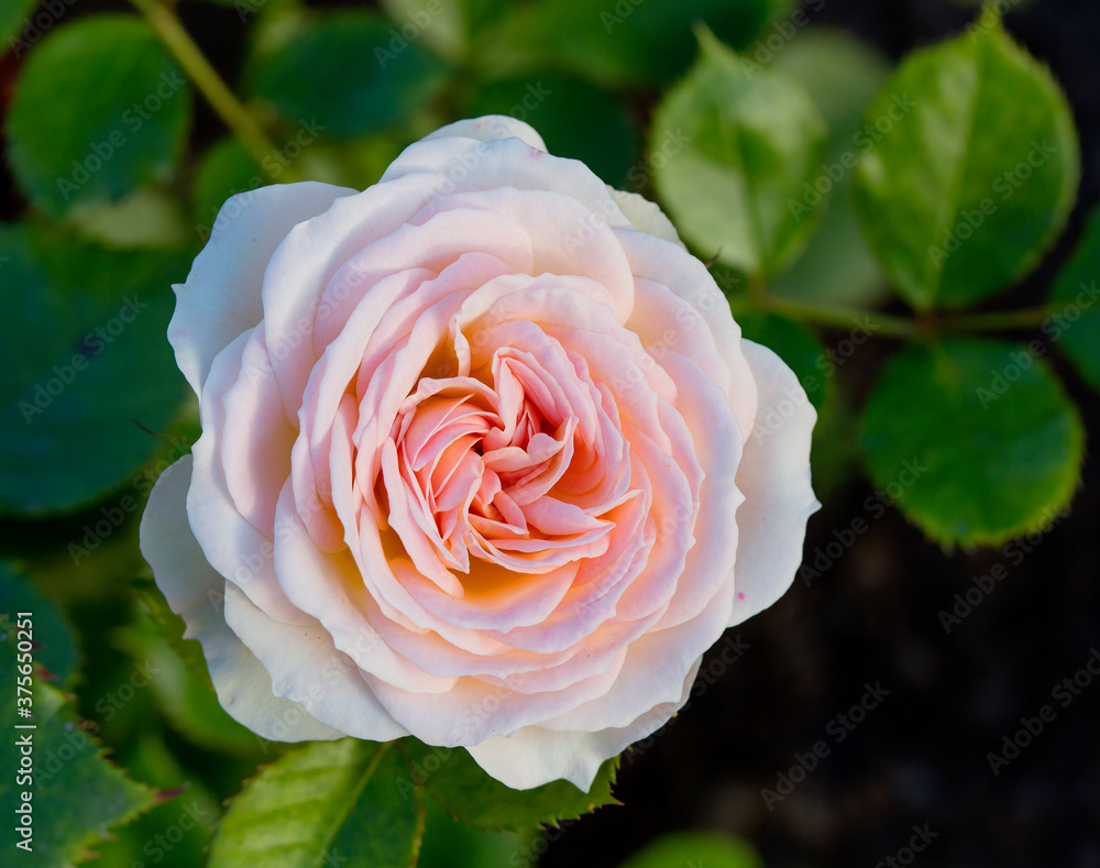 Foto de Rose pink floribunda. The floribunda rose has 3 to 5 flowers on ...