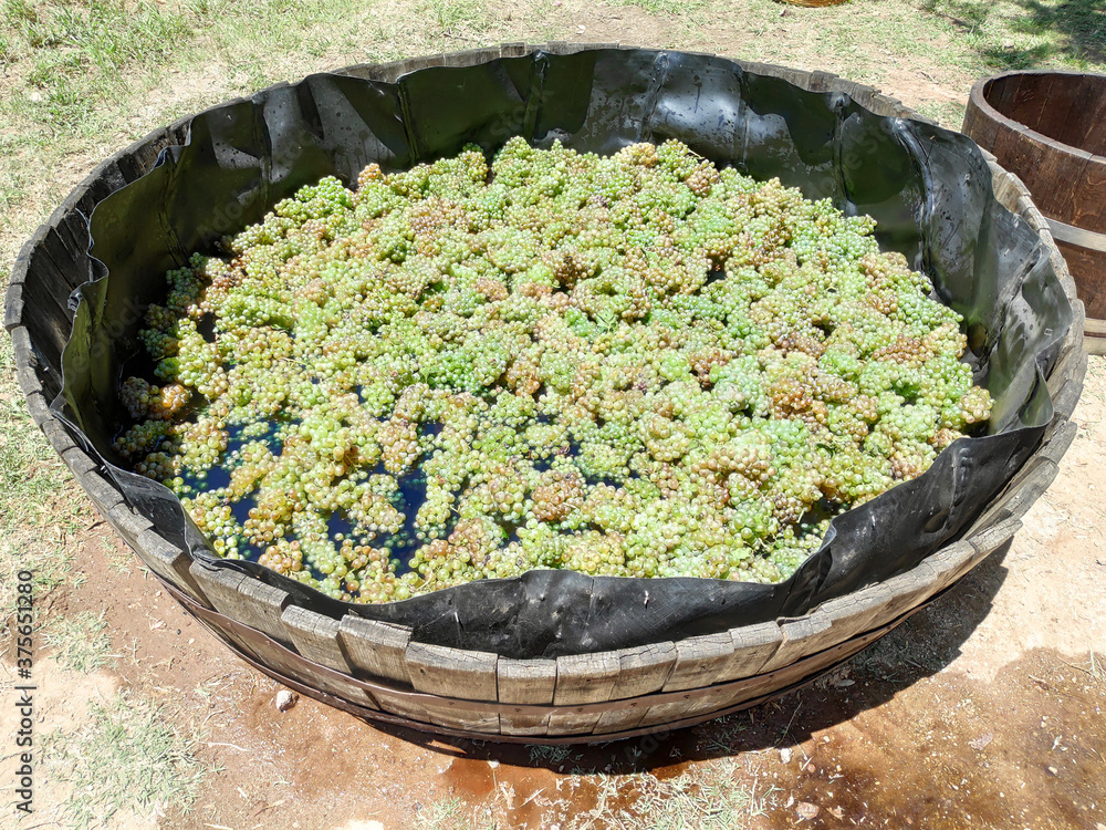 Foto de Uvas tipo Syrah o Shiraz depositadas en un lagar y listas para ...