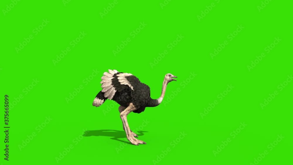 Ostrich Attacks Green Screen Loop Side 3D Rendering Animation vídeo do ...