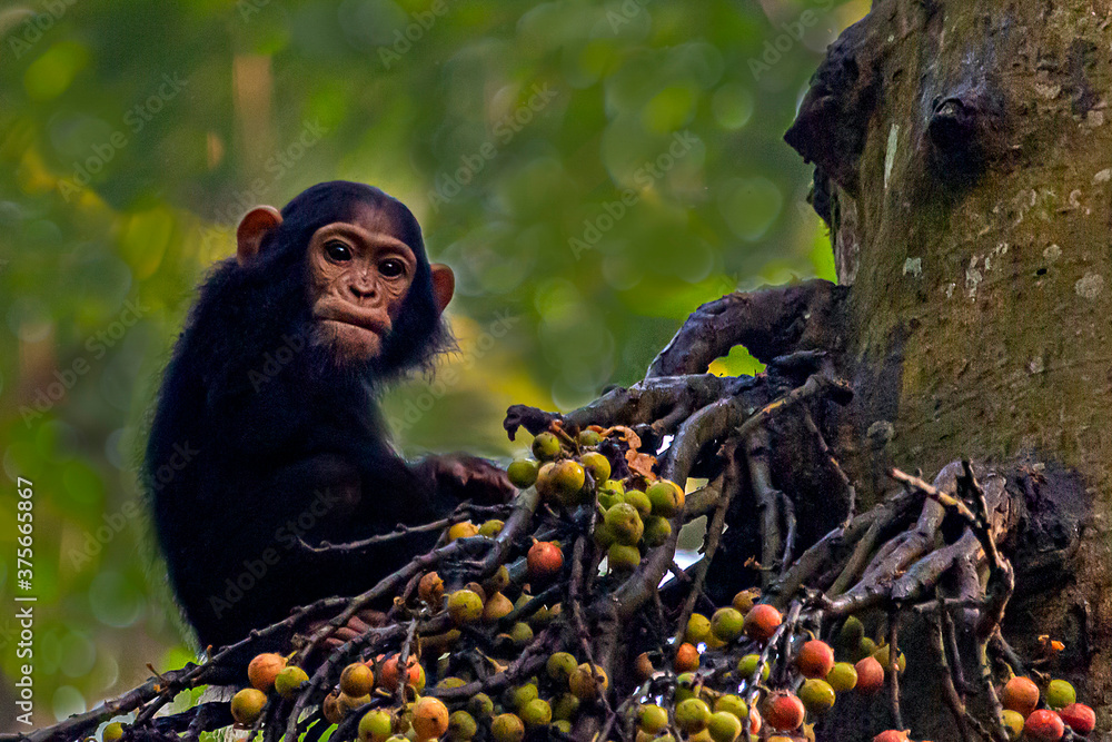 Chimpanzee eating berries in Kibale rainforest, Uganda, Africa Stock ...