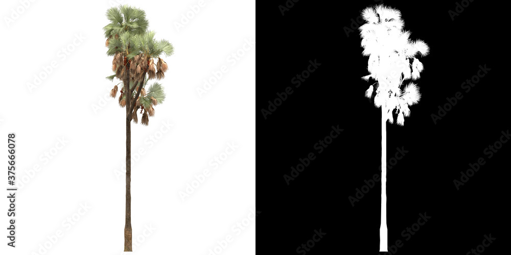 Left view of tree (Hyphaene Thebaica) png with alpha channel to cutout ...