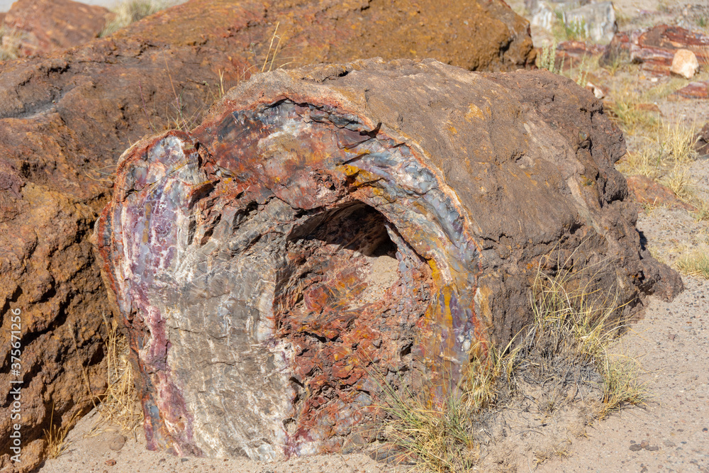 Petrified wood in the Petrified Forest National Park - AZ, USA. During ...