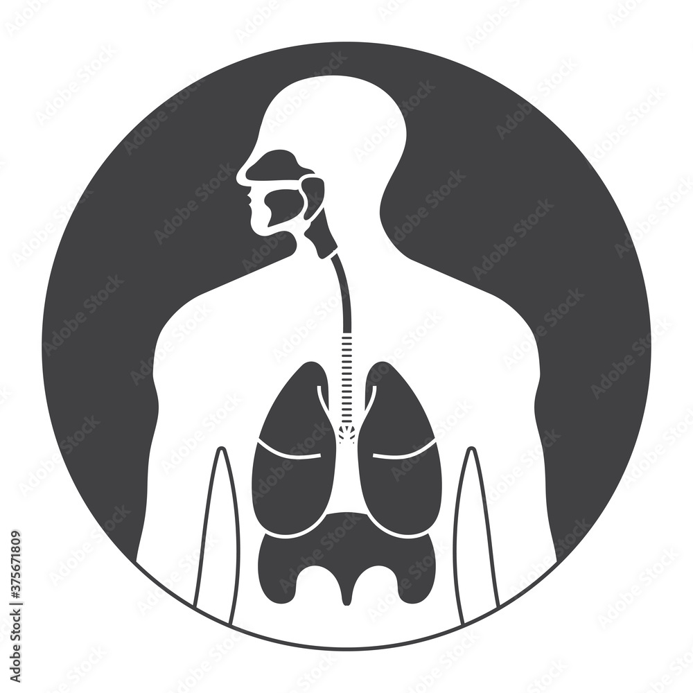 Rounded the human respiratory system or respiratory tract flat icon for ...