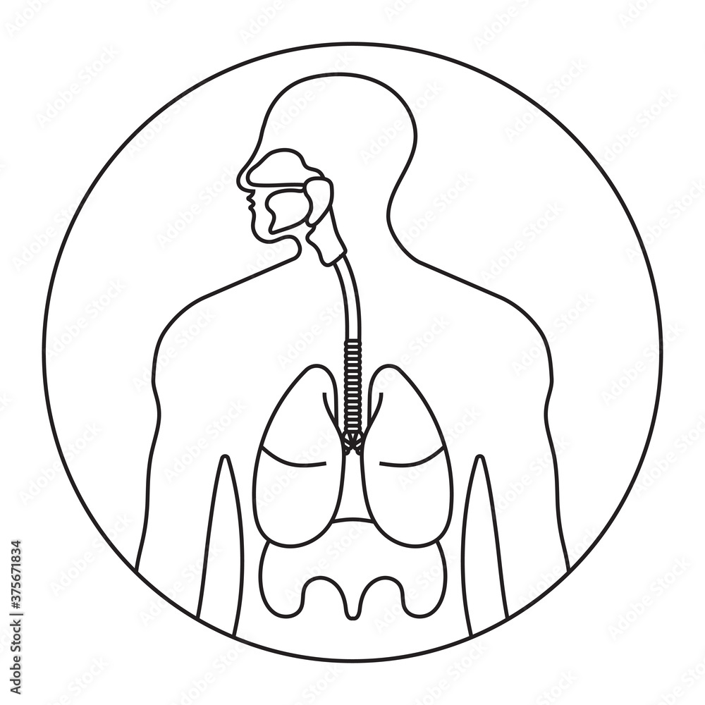 Rounded the human respiratory system or respiratory tract thin line ...