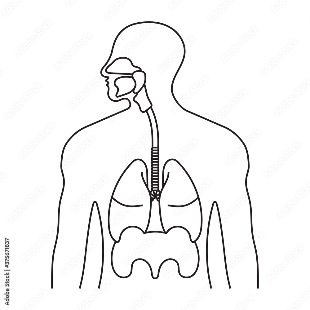 Human respiratory system or respiratory tract line art vector icon for ...
