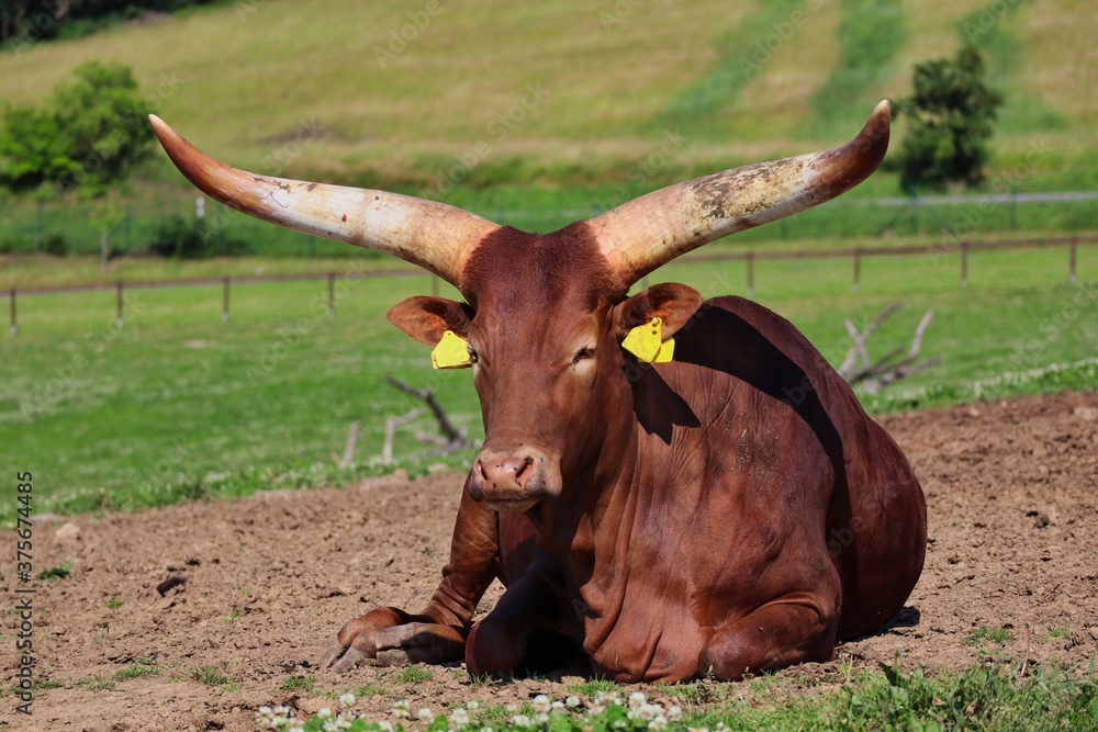 Ankole-Watusi Lying Down in Czech Farm Park during Sunny Day. Closeup ...
