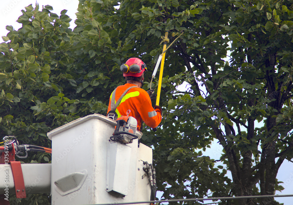 trimming tree in boom lift nacelle branch cutting Stock Photo | Adobe Stock
