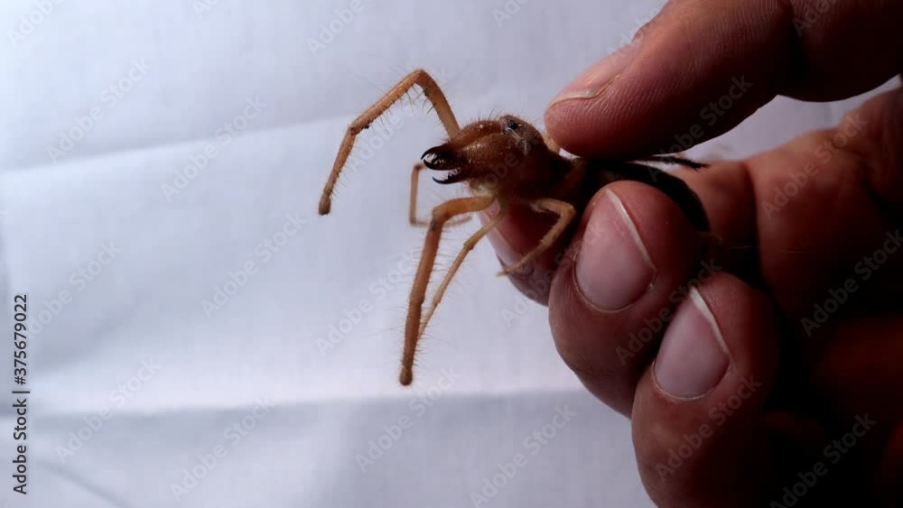 angry spider Close Up camel spider isolated on green background ...