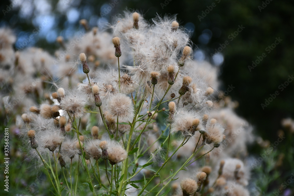 Thistle with fluffy heads in late summer in the meadow, fluff plants ...
