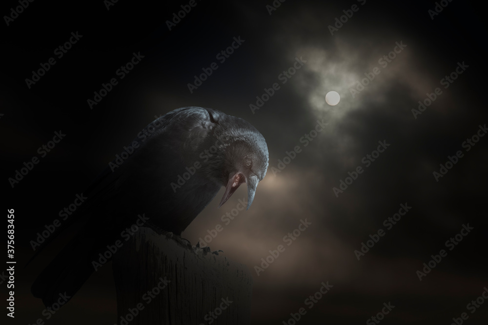 Creepy crow against dark background Stock Photo | Adobe Stock