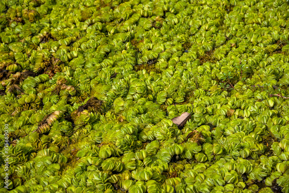 Green plant over the water .Salvinia molesta,giant salvinia, or as ...