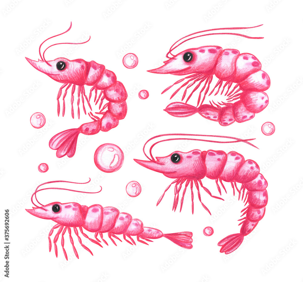 Collection of pink shrimp in different poses. Sketch in colored pencil ...