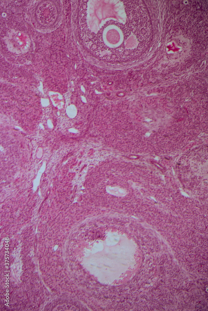 mouse ovary section Stock Photo | Adobe Stock