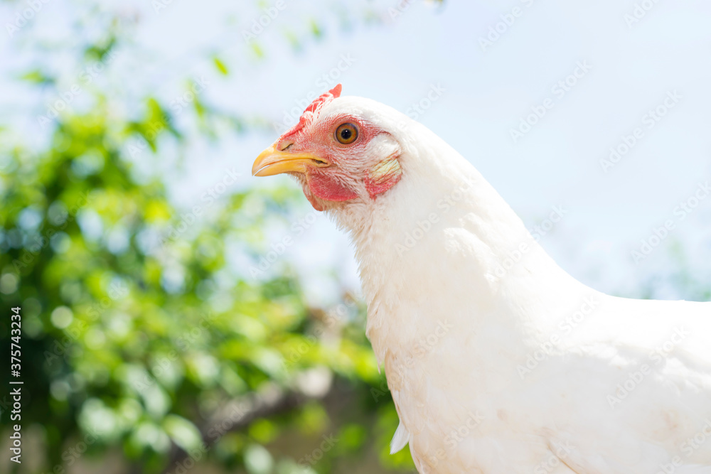 Free-range chicken Stock Photo | Adobe Stock