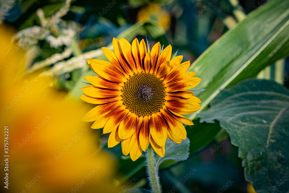 Ring Of Fire Sunflower