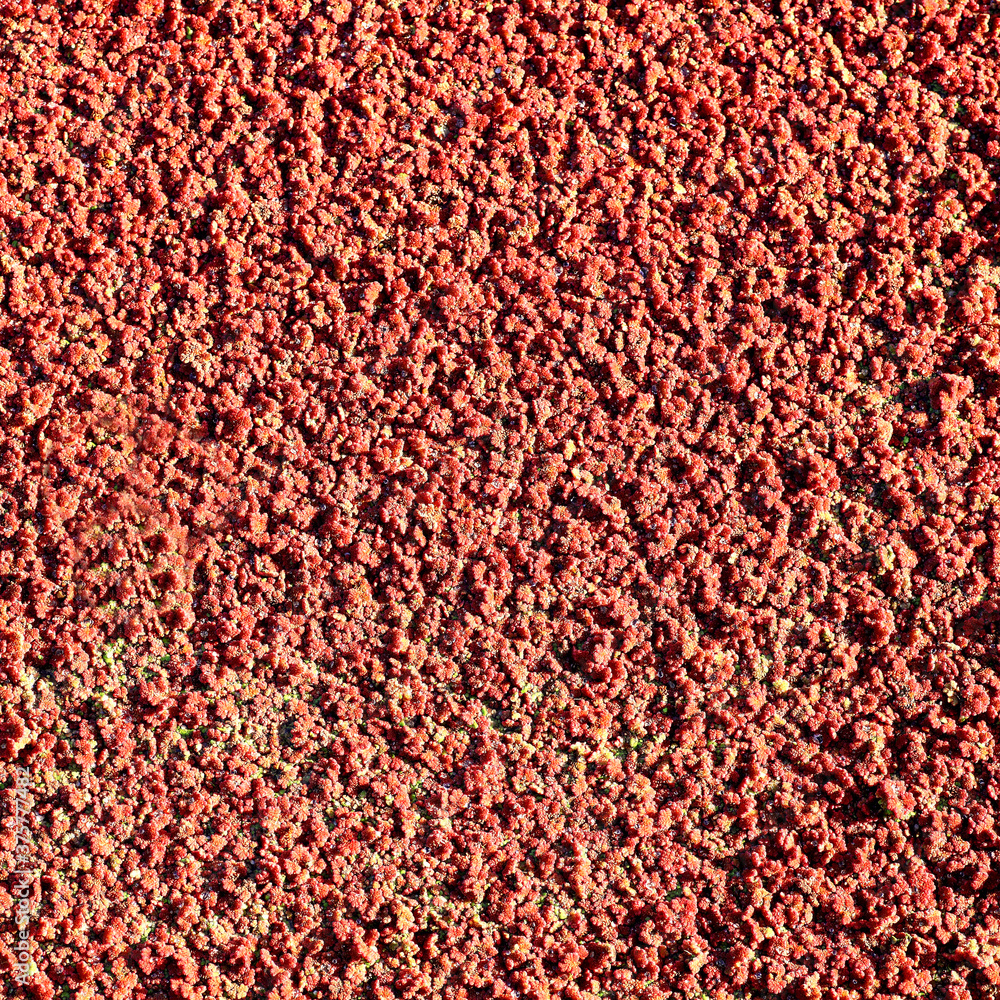Red algae on the surface of a ditch Stock Photo | Adobe Stock