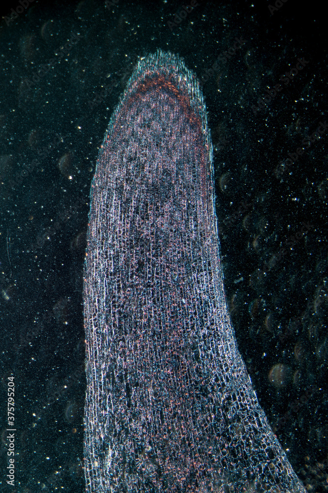 broad bean cells vicia faba root tip Stock Photo | Adobe Stock