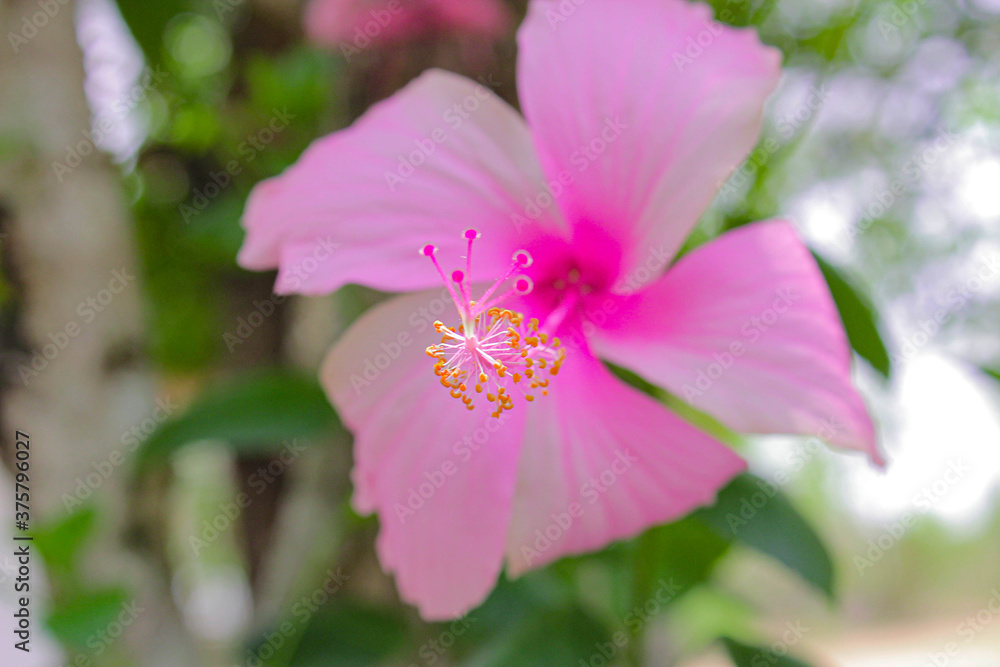 pink bunga raya flower Malaysia national flower Stock Photo | Adobe Stock