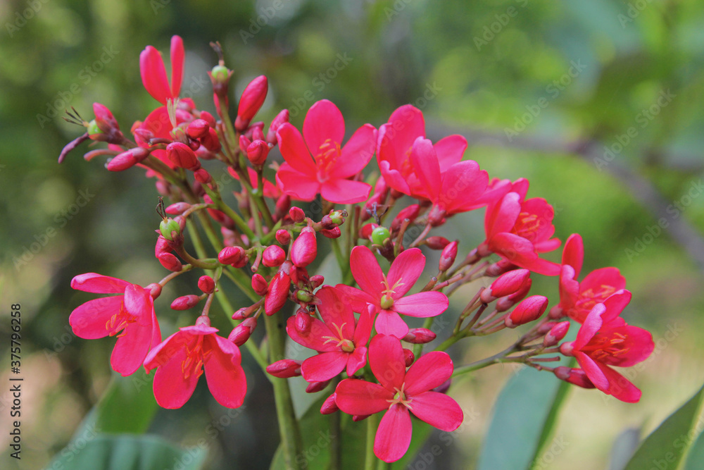 Red Champa Flower Plant | Best Flower Site