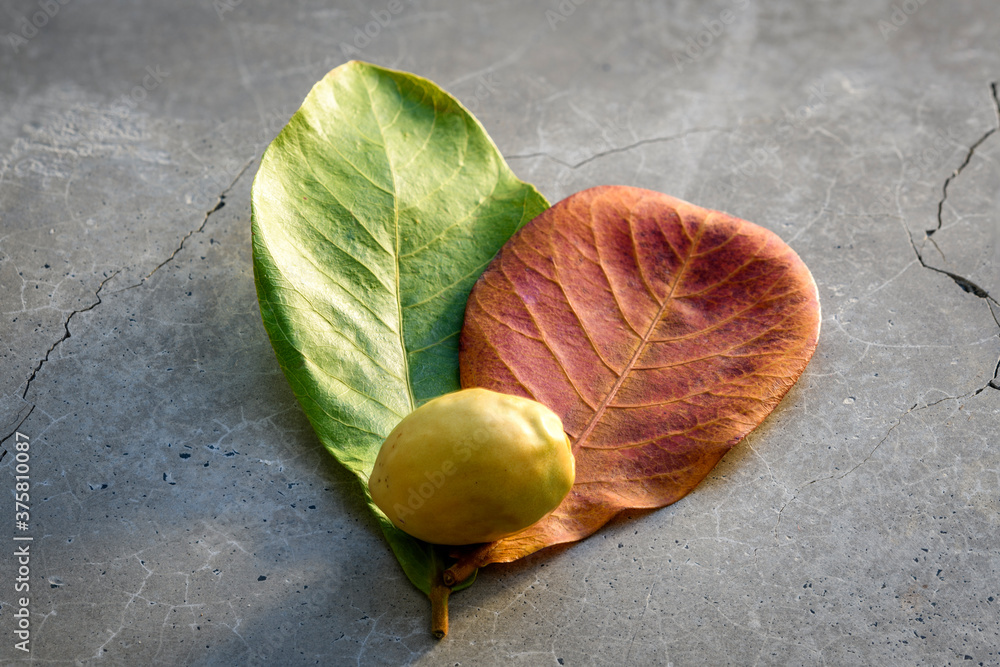 Indian almond fresh nut with green and red leaves Stock Photo | Adobe Stock