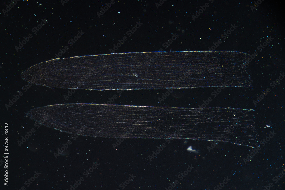 Typical plant cell of root tip, micrograph Stock Photo | Adobe Stock