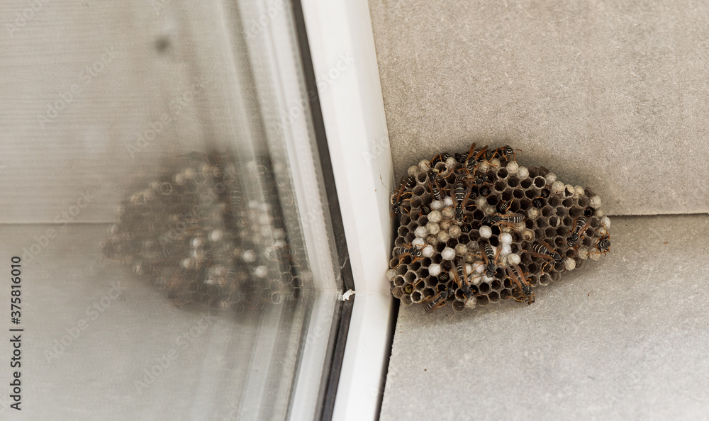 A large hornet's nest. You can see empty and filled cells and wasp ...