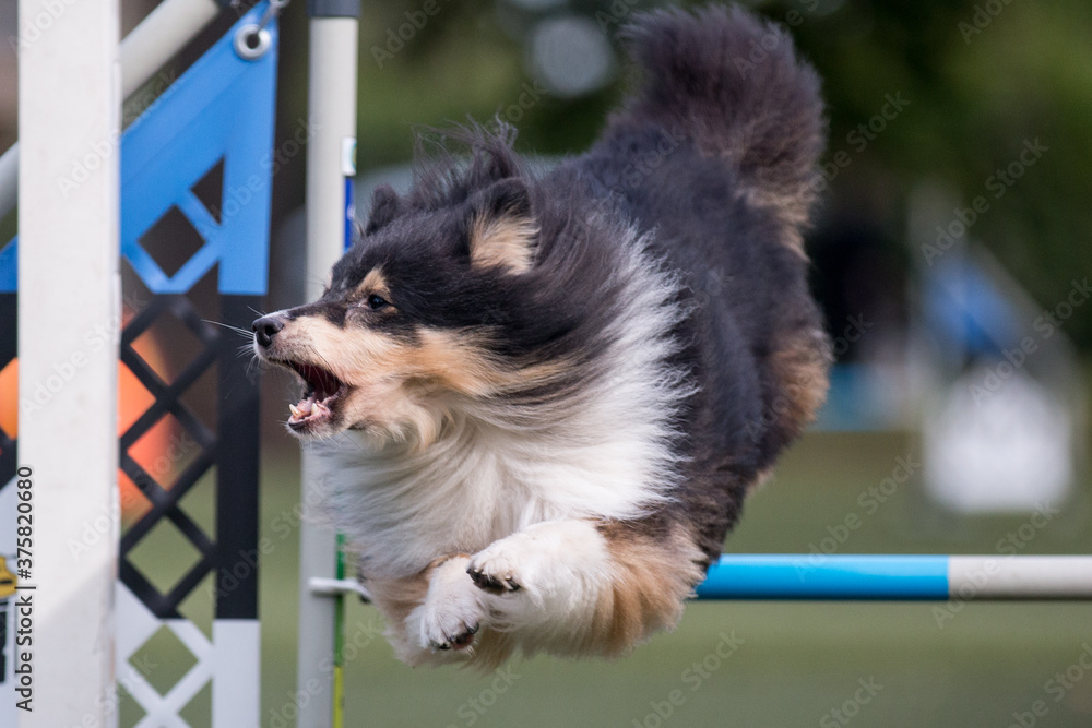 Fast and crazy sable and white shetland sheepdog running agility course ...