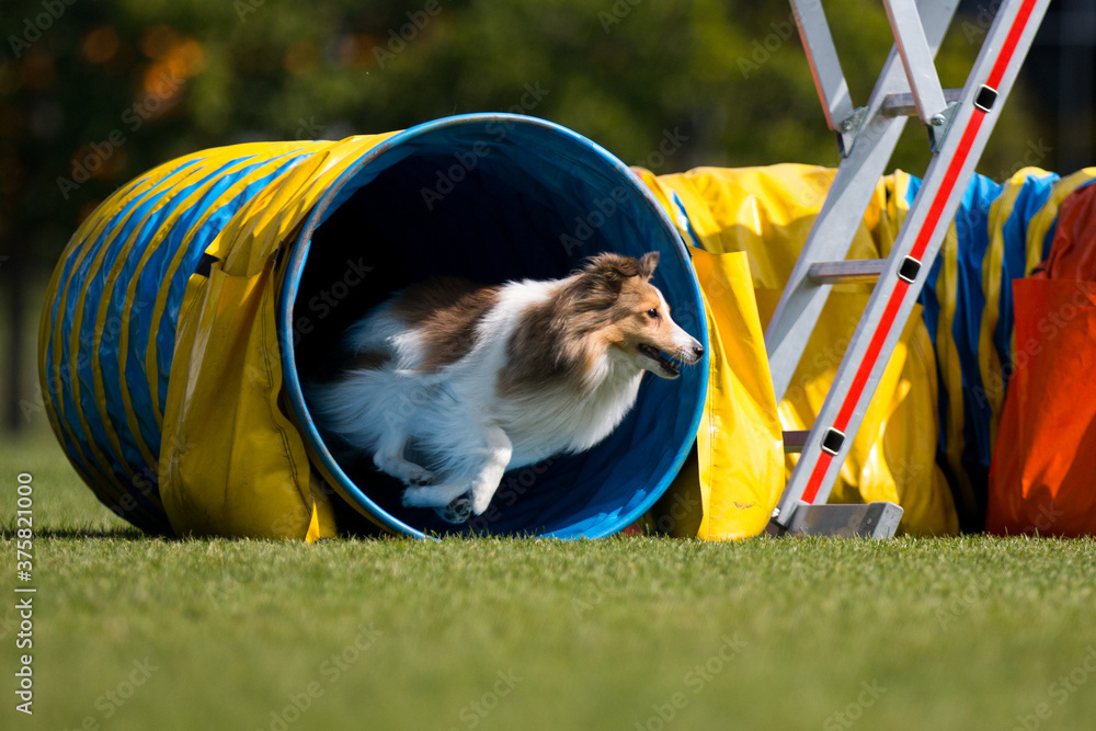 Fast and crazy sable and white shetland sheepdog running agility course ...